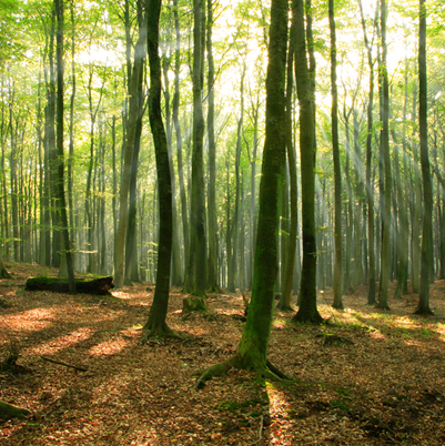 timber trespass | Smith Freed Eberhard